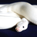 black eyed leucistic ball python for sale | black eye lucy ball pythons