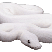 black eyed leucistic ball python for sale | black eye lucy ball pythons