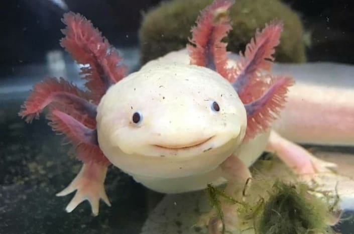 Axolotl Behavior | Axolotl Temperament