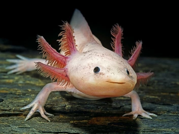 Axolotl Behavior | Axolotl Temperament