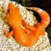 leopard gecko for sale online baby leopard geckos for sale near me