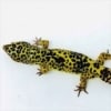 leopard gecko for sale online baby leopard geckos for sale near me