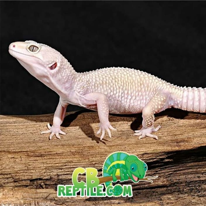 blazing blizzard leopard gecko - CB Reptile | Geckos for sale ...