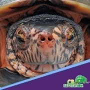 Turtles for sale near me baby aquatic water turtles for sale online