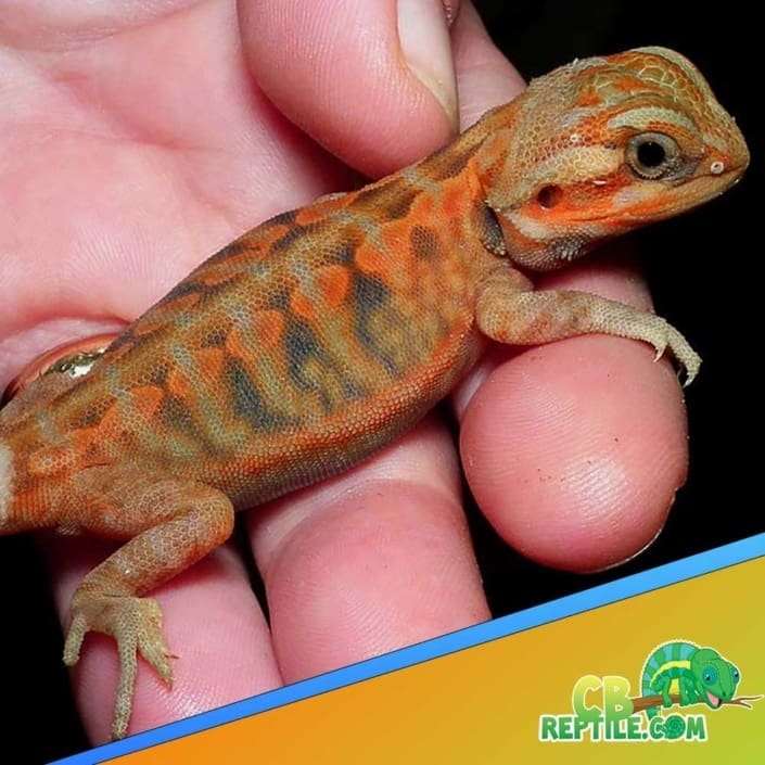 Red Bearded Dragon Morph Care, Genetics & Color Guide | CB Reptile