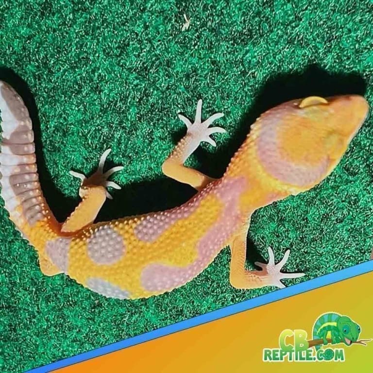 Tangerine Albino Super Giant Leopard Gecko For Sale Giant Geckos