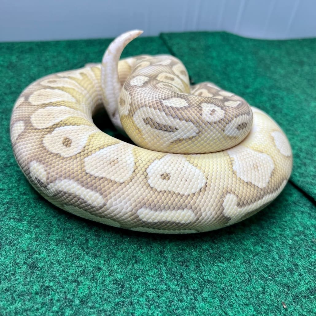 Exact Butter Pastel Lesser | Ball Pythons for Sale