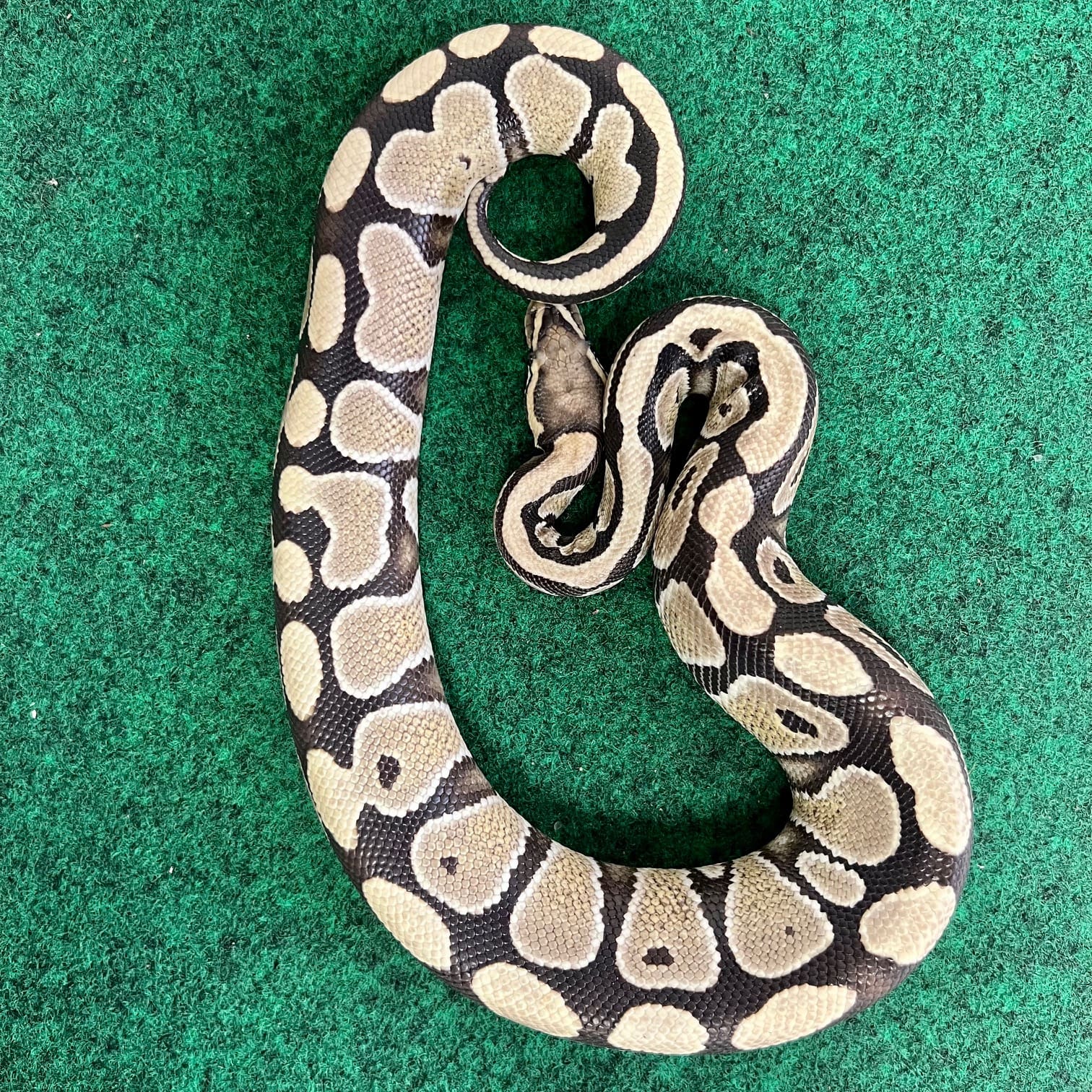 normal ball python for sale online | cheap ball pythons near me