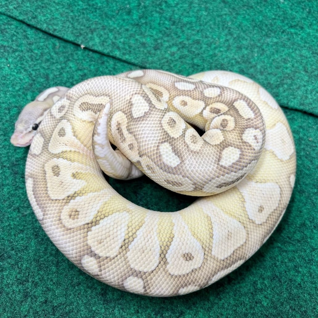 Lesser Spider Ball Python