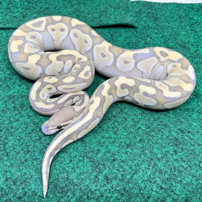 baby ball pythons for sale | pet ball python for sale near me | albino ...