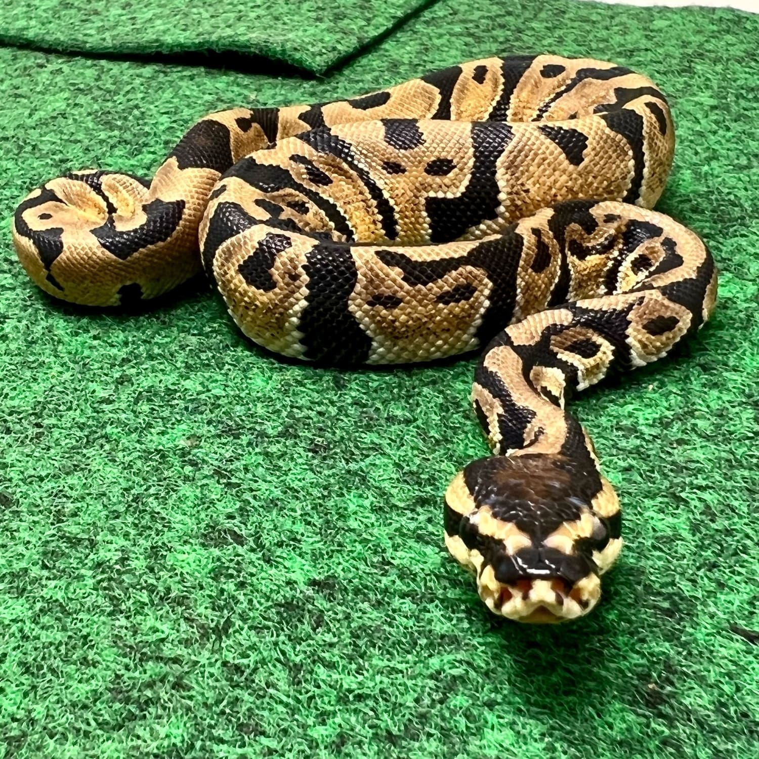 Banana Pastel Ball Python for sale online baby banana ball pythons