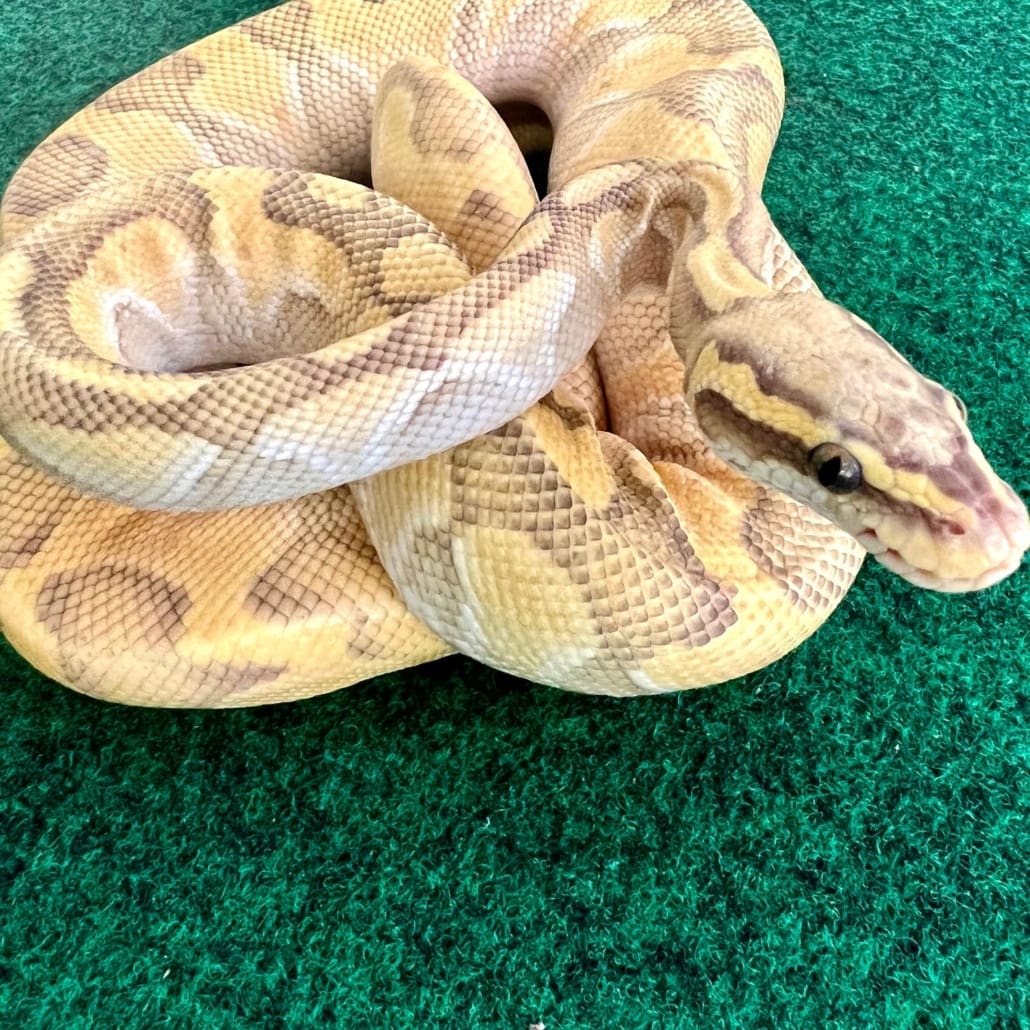 Exact Pastel Enchi Lesser, Butter ball python for sale near me