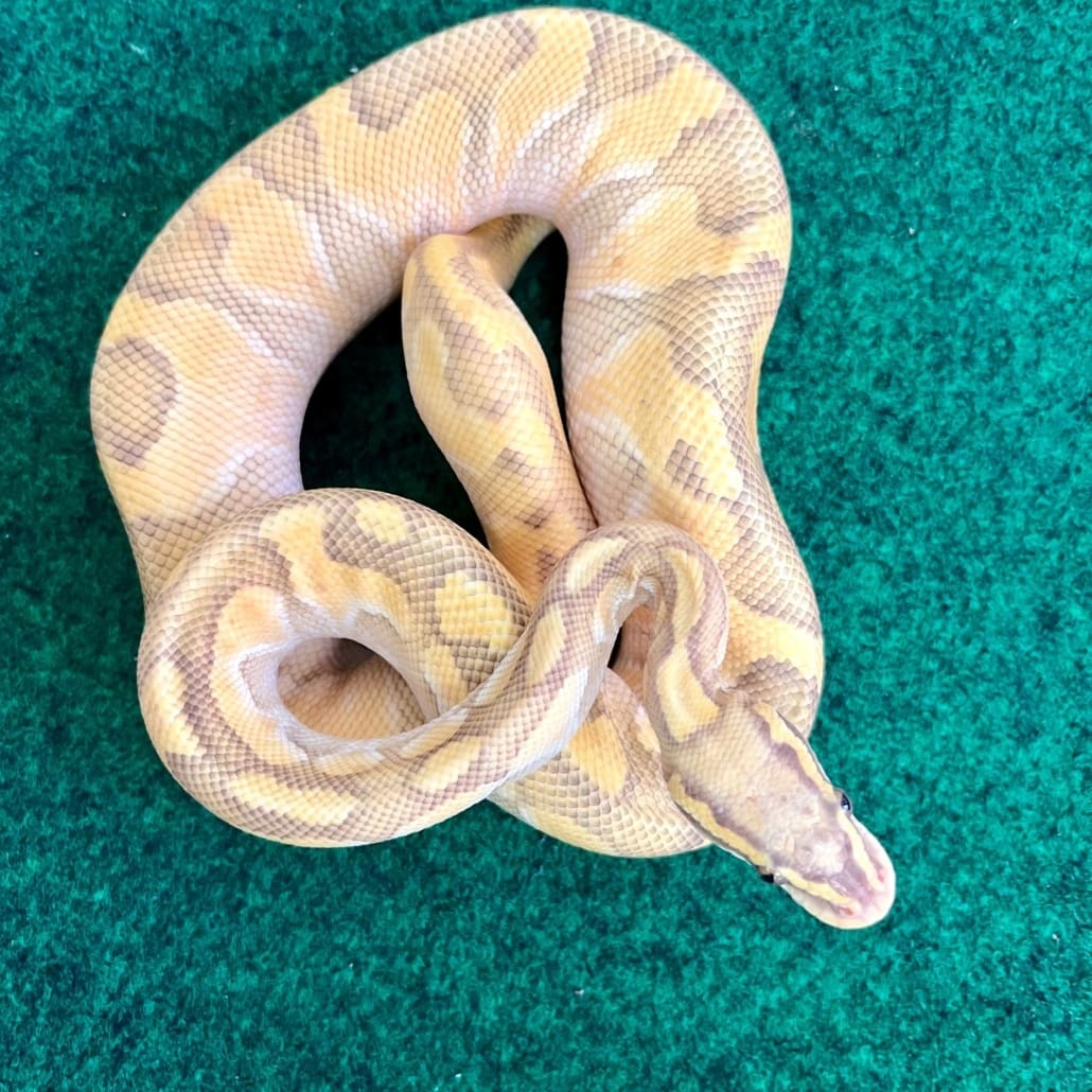 Exact Pastel Enchi Lesser, Butter ball python for sale near me