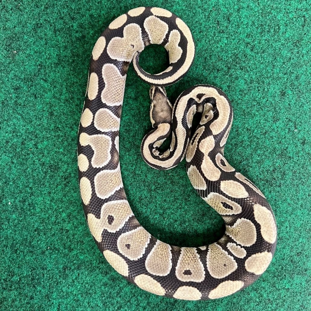 Low grade Axanthic Ghost ball python | albino ball pythons for sale