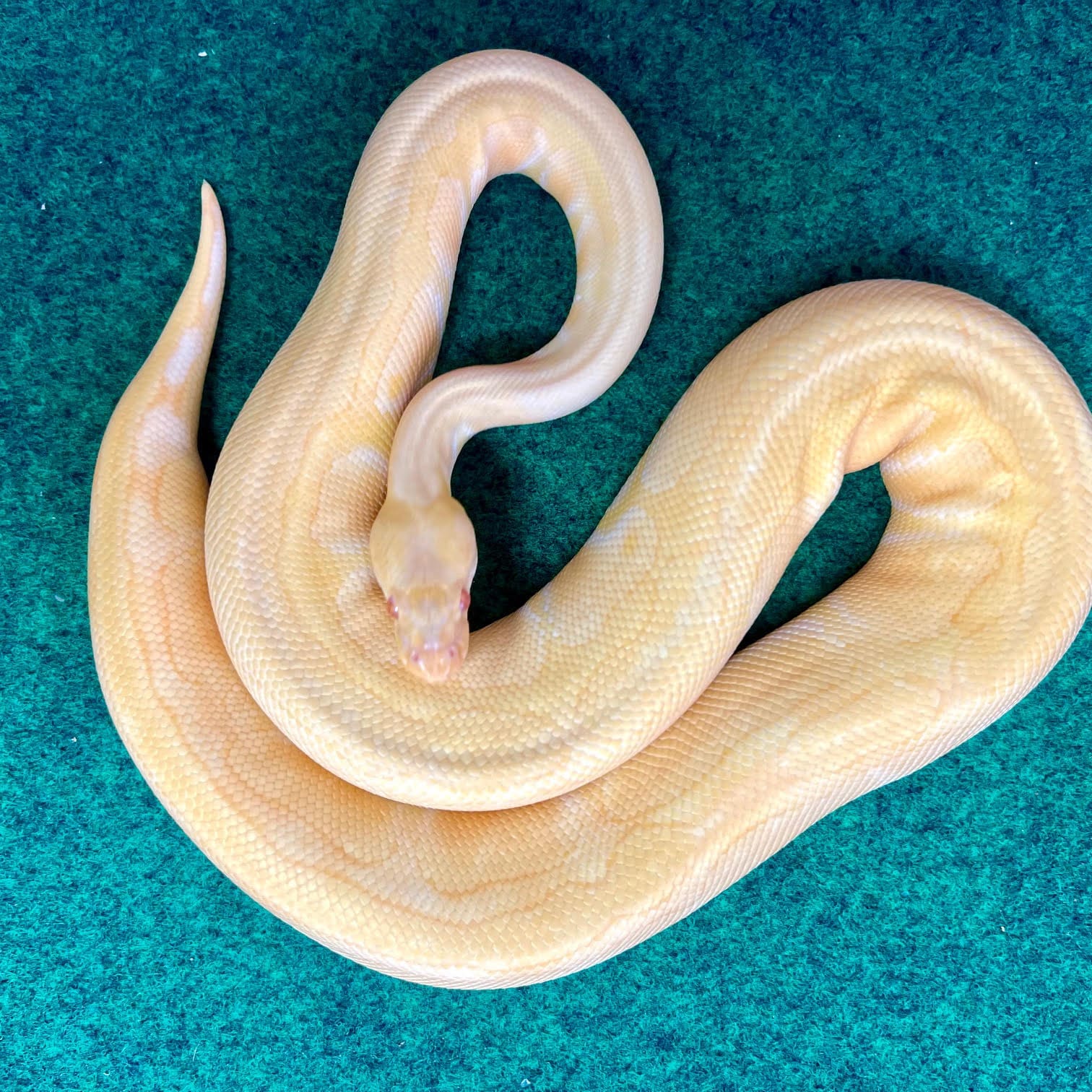 High White Pied ball python for sale online | baby piebald python