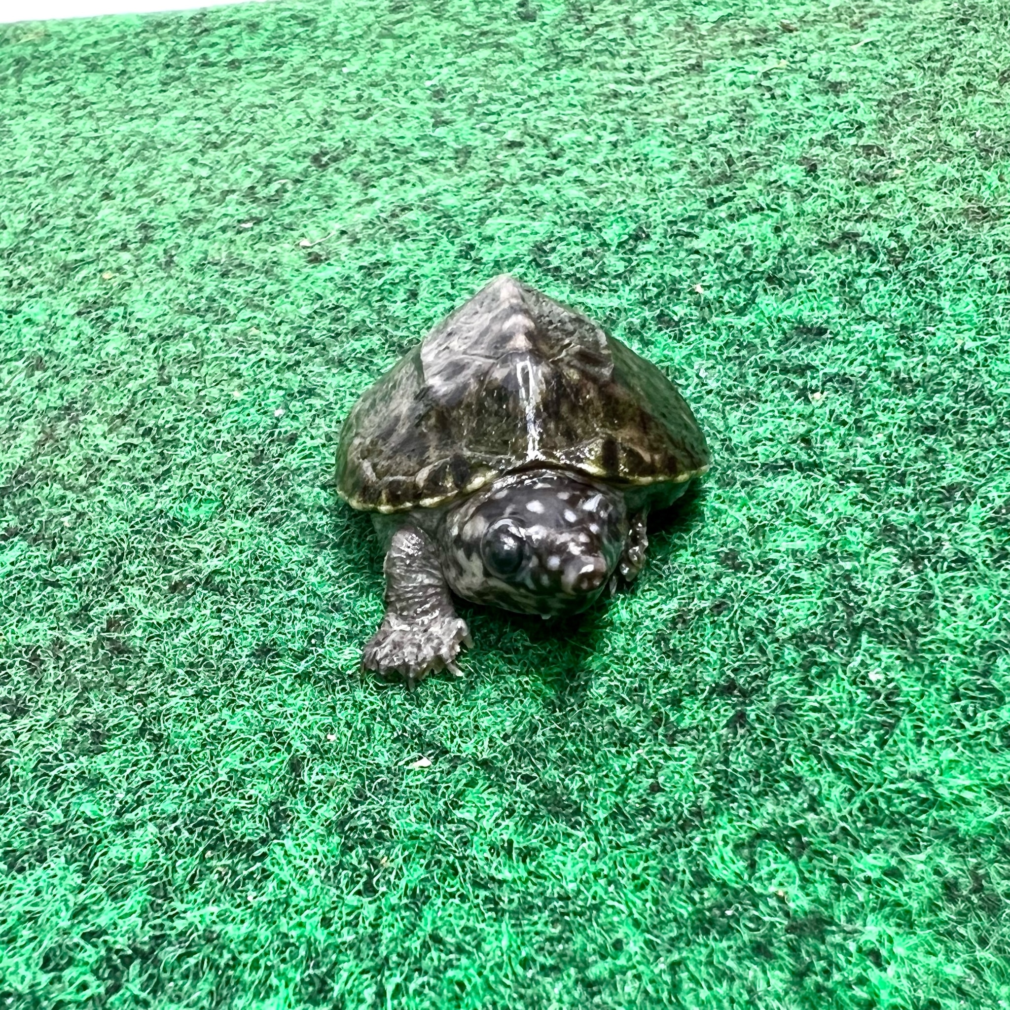 Satanic Leaf Tailed Gecko for Sale Uroplatus phantasticas for sale ...