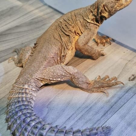 Egyptian Uromastyx for Sale! Yellow Niger Uromastyx