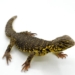 Yellow Niger Uromastyx for sale, ornate uromastyx breeders
