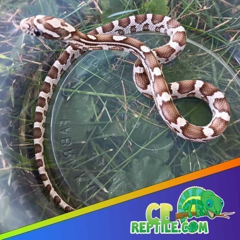 baby Corn snake care | caring for baby cornsnakes habitat setup