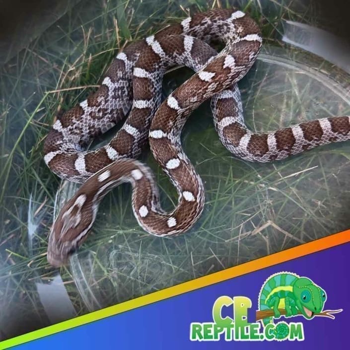 Corn snake breeding for beginners guide to cornsnake breeding