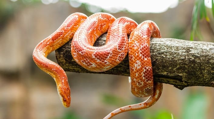 Corn Snake for sale | baby corn snakes for sale | Cornsnake colors