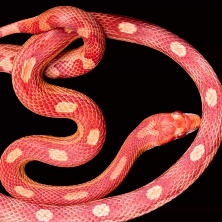 Corn Snake for sale | baby corn snakes for sale | Cornsnake colors