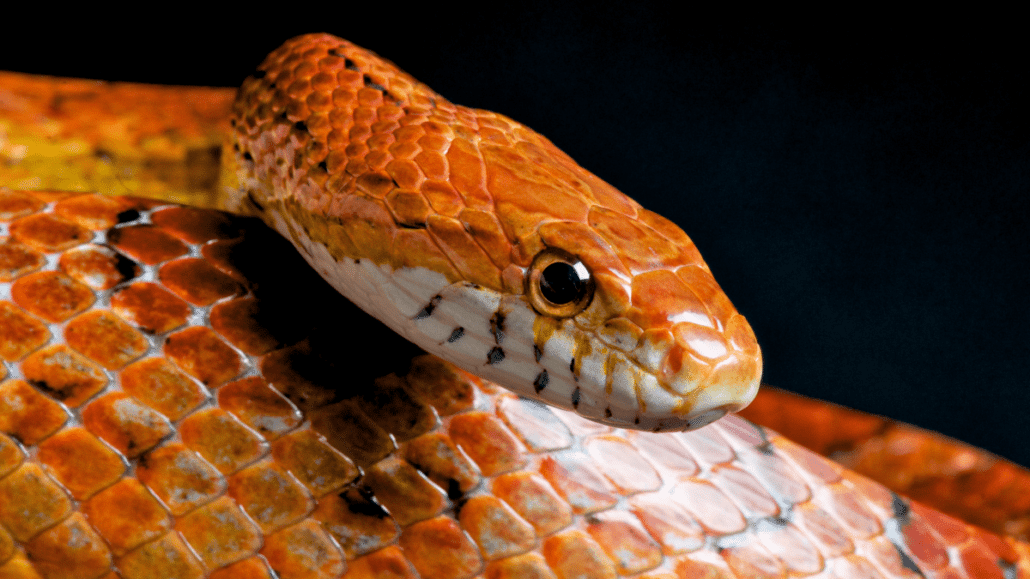 Corn Snake for sale | baby corn snakes for sale | Cornsnake colors