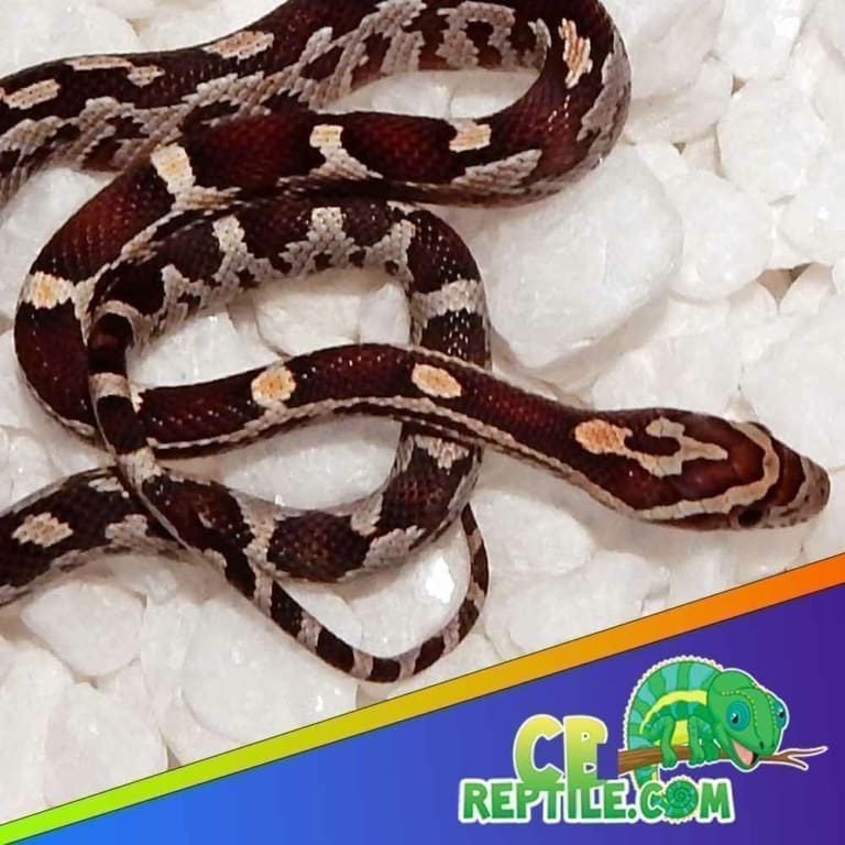 Corn Snake for sale | Pet Corn snake for sale at the best prices