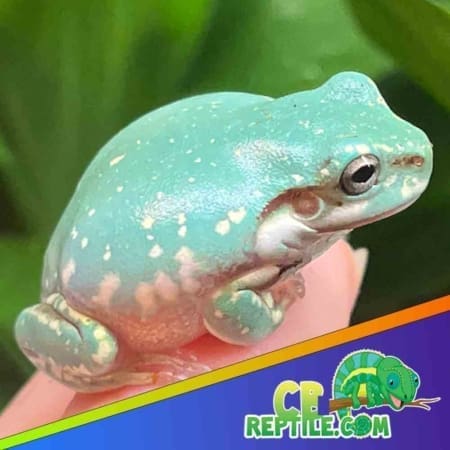 Australian Blue Snowflake tree frog for sale | Buy Dumpy tree frogs