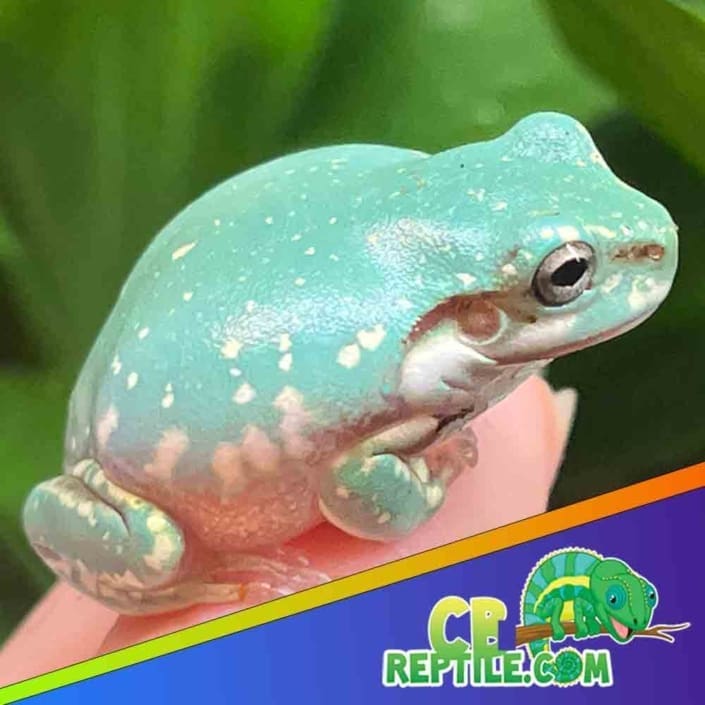 Australian Blue Snowflake tree frog for sale | Buy Dumpy tree frogs