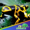Poison Dart frog diet | Best insects to feed poison dart frogs