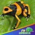 Poison Dart Frog care guide | poison dart frog setup habitat tank