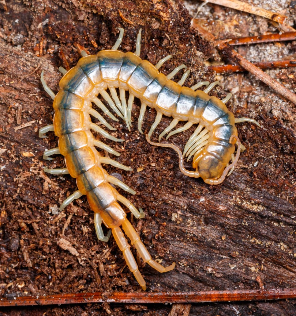 Florida blue centipede for sale | pet Florida blue centipedes for sale