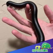 Giant African millipede for sale online | Giant millipedes for sale