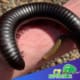 Giant African millipede for sale online | Giant millipedes for sale
