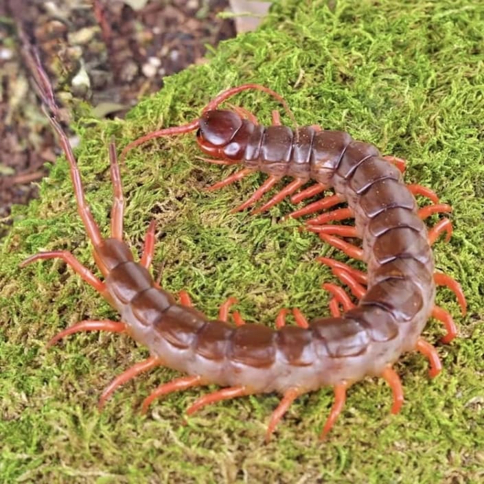 Vietnamese orange legged centipede for sale | pet centipedes sale