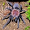 Pet Tarantula for sale online | Buy tarantulas for sale near me
