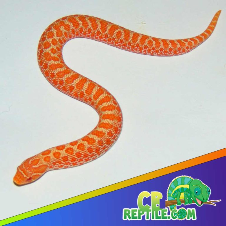 Albino Western hognose snake for sale | Baby albino hognose sale