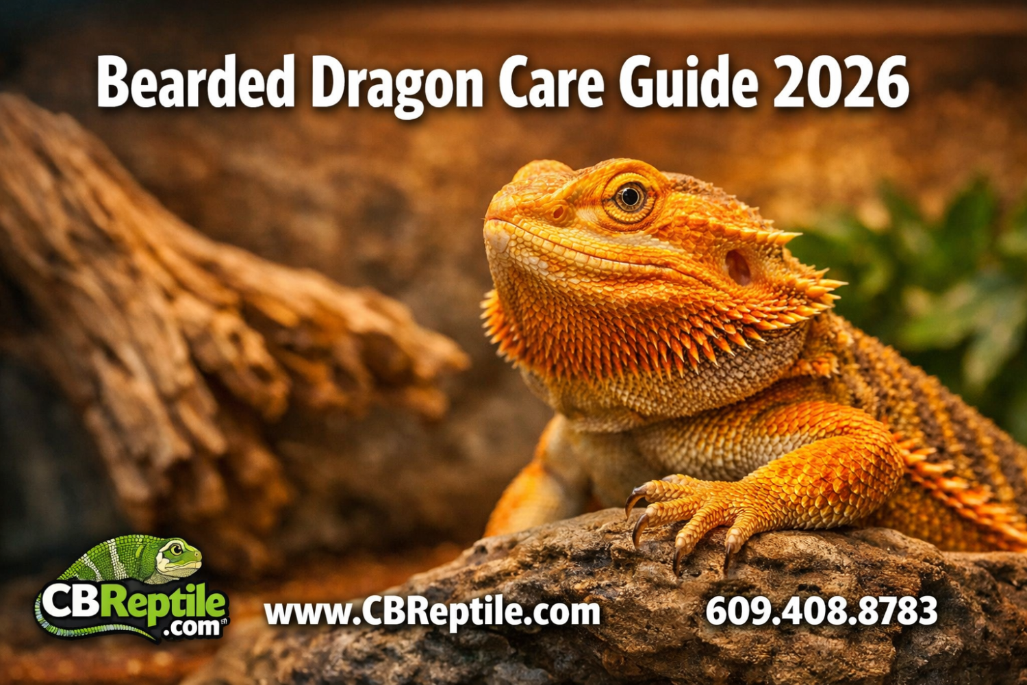 bearded dragon care guide 2026