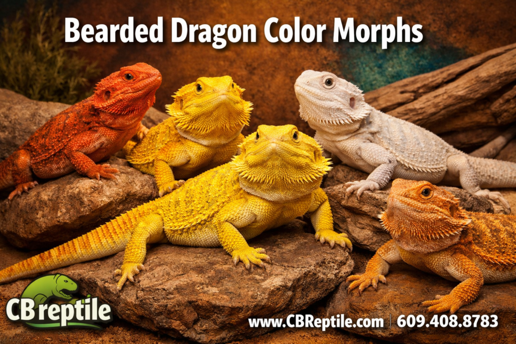Bearded Dragon Color Morphs: Complete Guide 2026